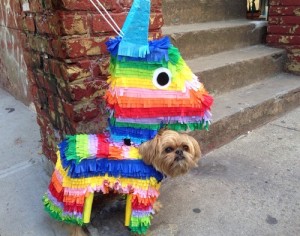 DOGS: DIY Dog pinata costume